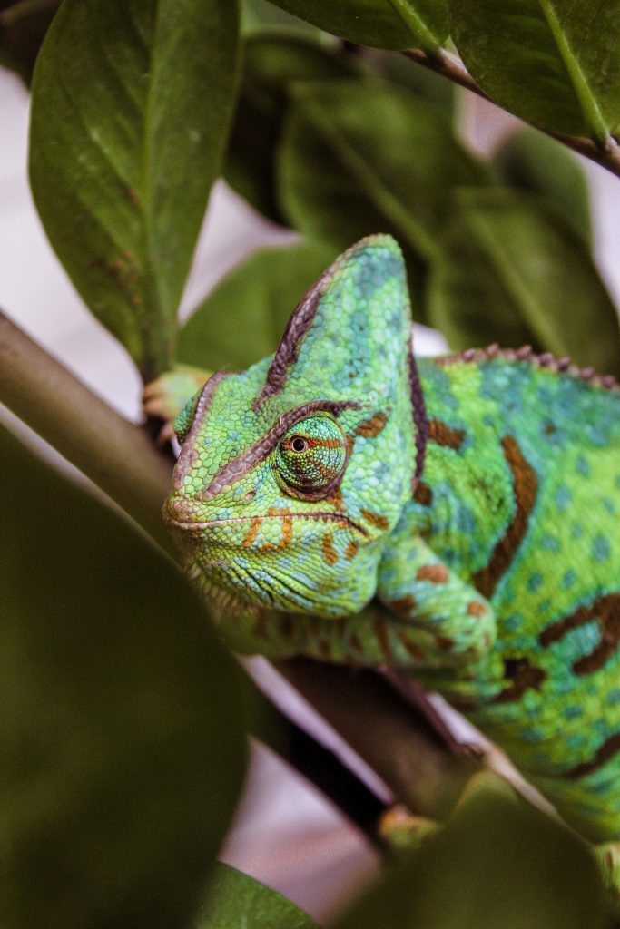 Taming the Mood Monster: The Curious Chameleon - Dr. Leesha ...